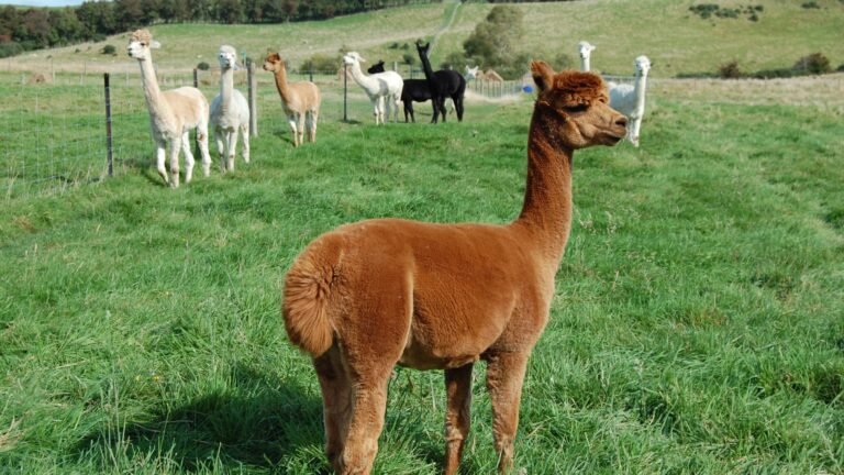 How Alpacas Thrive in the Andean Mountains | alpacaworldmagazine.com