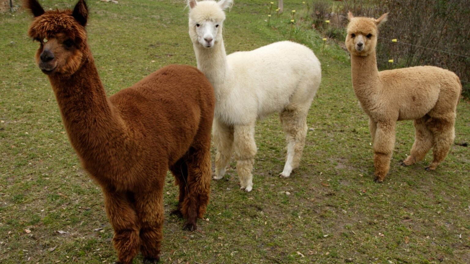 How Alpacas Thrive in the Andean Mountains | alpacaworldmagazine.com
