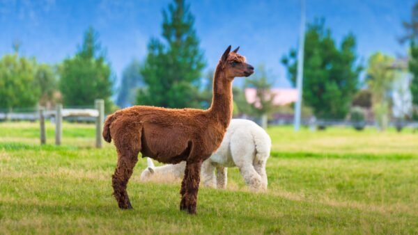 How Alpacas Thrive in the Andean Mountains | alpacaworldmagazine.com