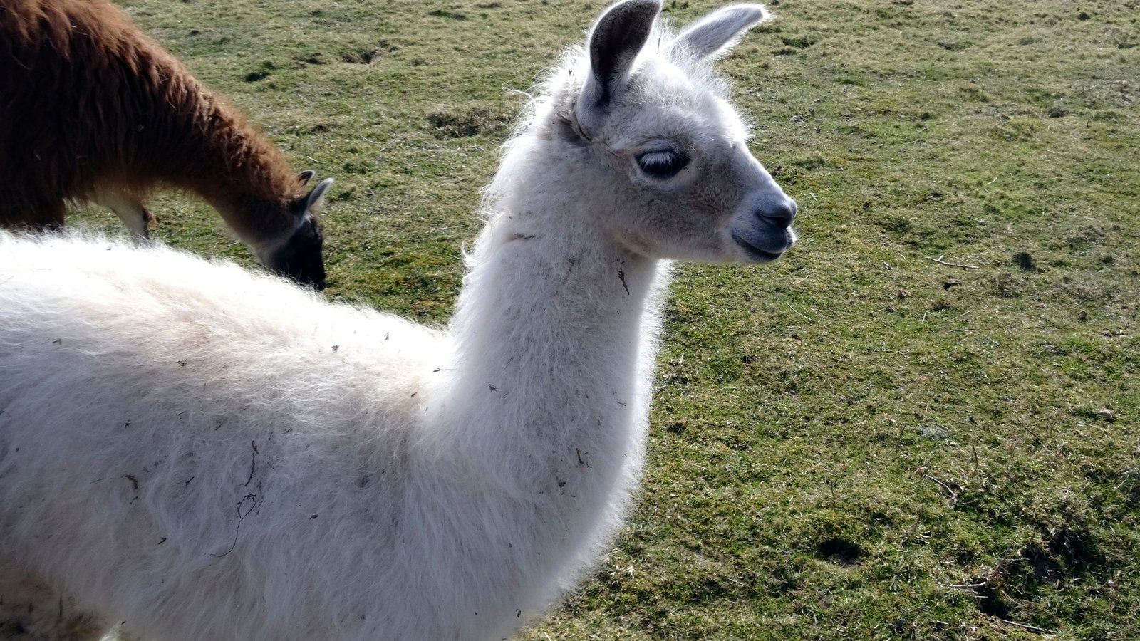 How Alpacas Thrive in the Andean Mountains | alpacaworldmagazine.com