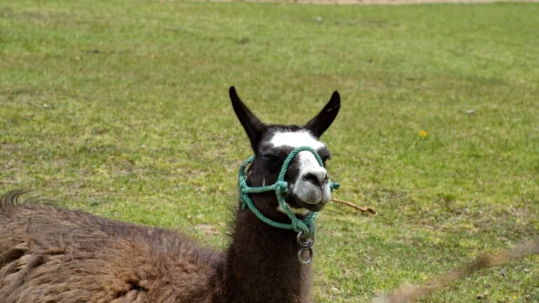 Choosing the Right Halter Size for Your Alpaca: Key Measurements and ...