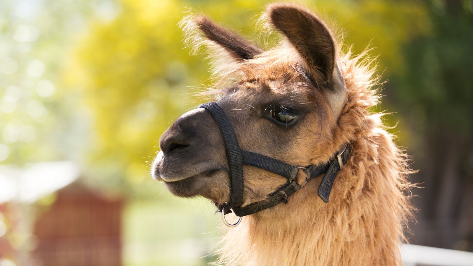 Choosing the Right Halter Size for Your Alpaca: Key Measurements and ...