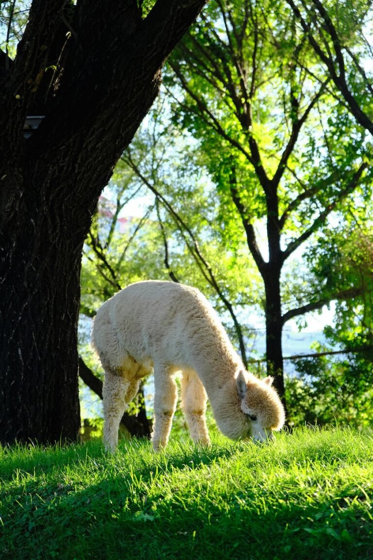 Can Alpacas Safely Eat Trees? An In-depth Guide to Alpaca Diet ...