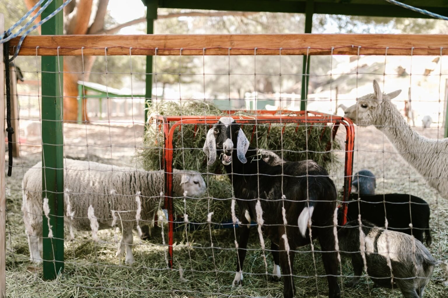 Creating the Ideal Alpaca Shelter: Guide to Protect Your Herd ...